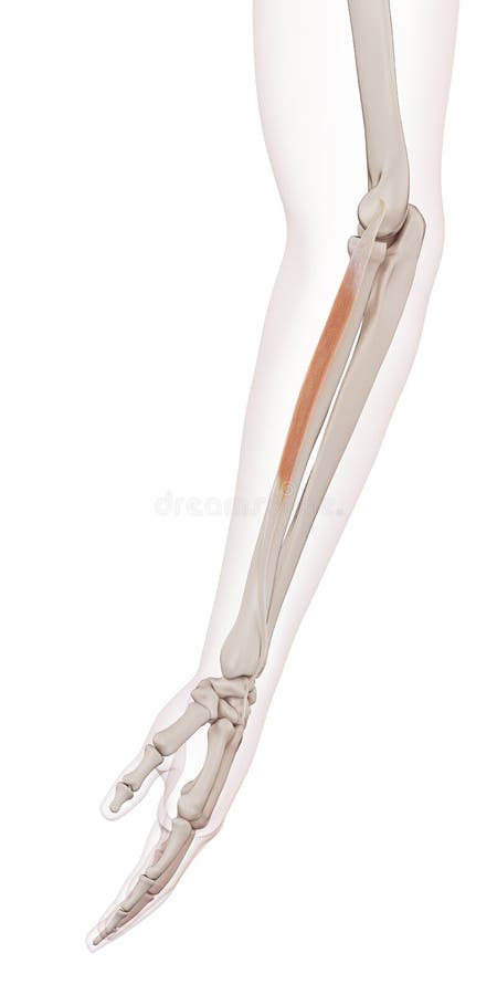 Os Radialis Dos Carpos Do Extensor Brevis Ilustração Stock - Ilustração ...