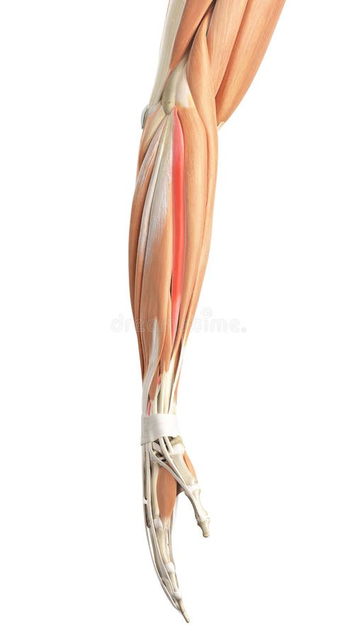 Os Radialis Dos Carpos Do Extensor Brevis Ilustração Stock - Ilustração ...