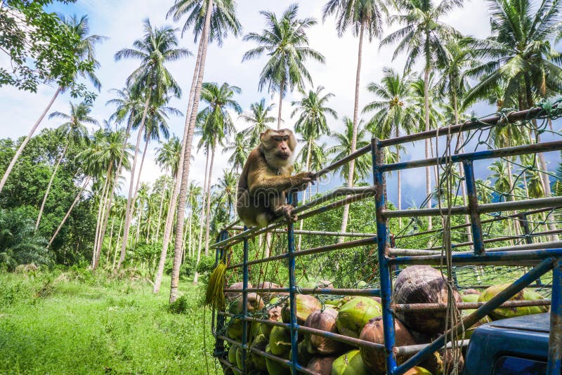 Os Recolectores Do Coco Do Macaco Sentam-se No Camionete Imagem de ...