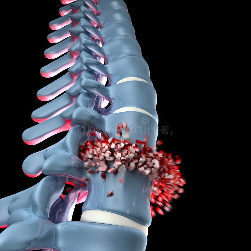 Os spinal humain 3d illustration stock. Illustration du spinal - 89502328