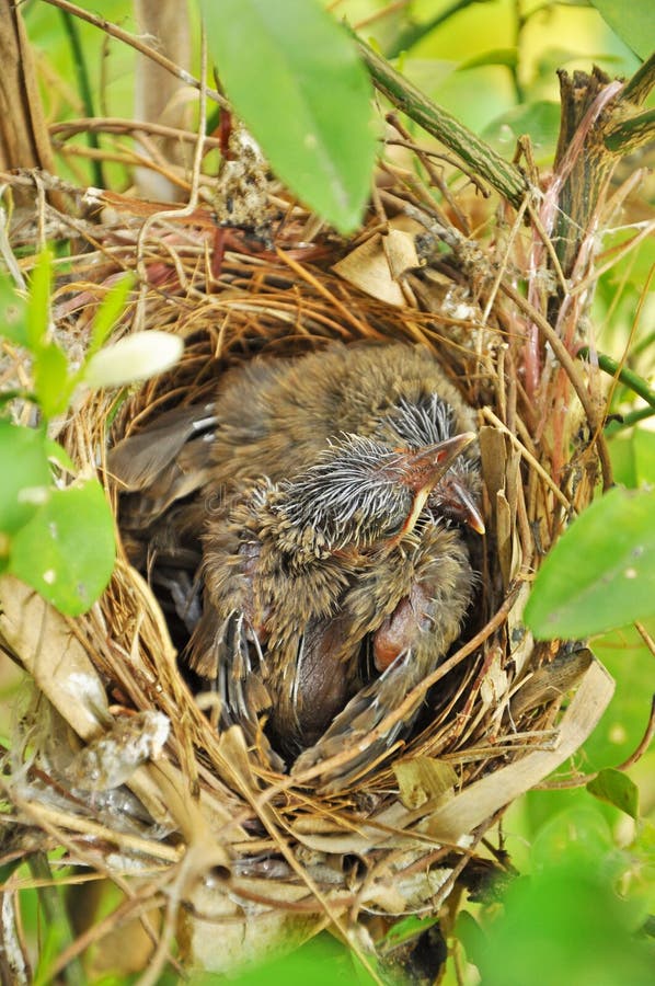 Os squabs imagem de stock. Imagem de aves, pouco, ninho - 39254439