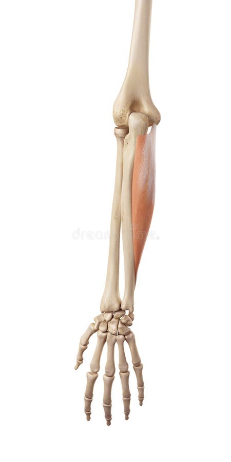 Os Ulnaris Dos Carpos Da Flexor Ilustração Stock - Ilustração de ...