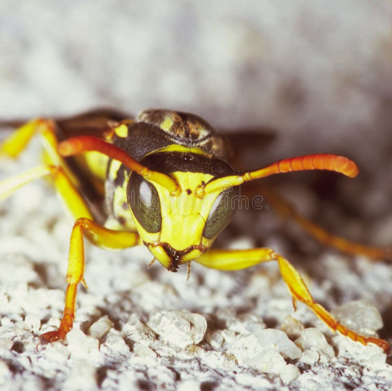 Osa obraz stock. Obraz złożonej z fasety, jeden, oczy, insekt - 155759