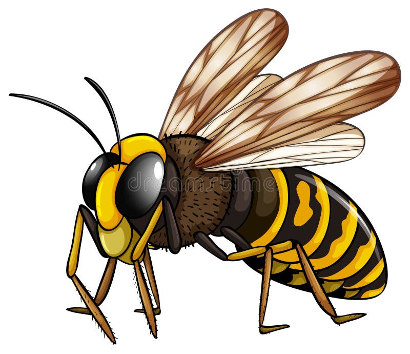 Osa ilustracja wektor. Ilustracja złożonej z - 31766644