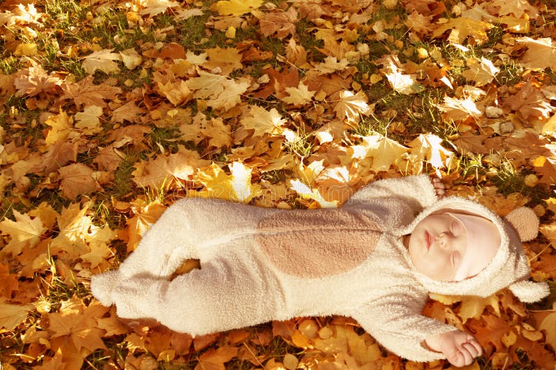 66,376 Osito De Oso Fotos de stock - Fotos libres de regalías de Dreamstime