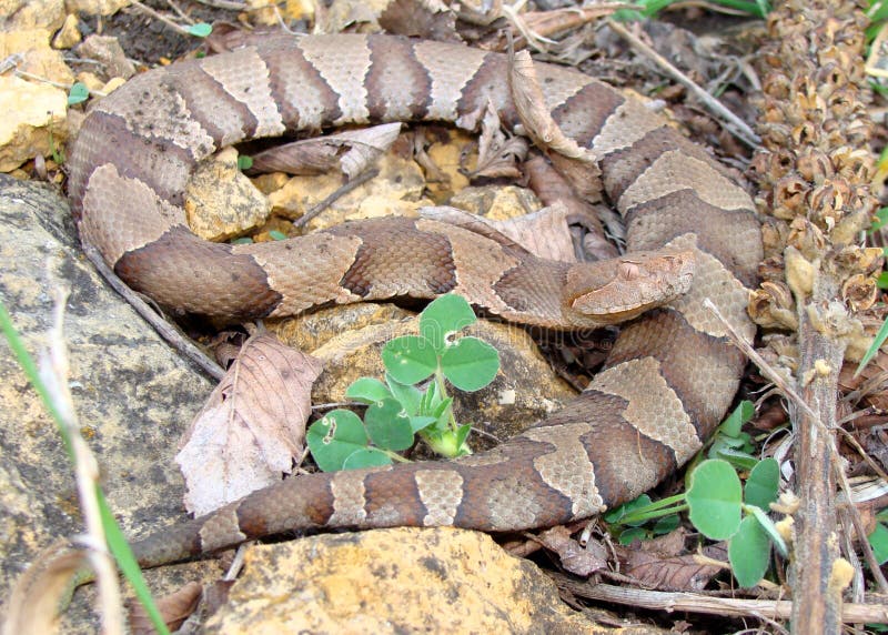 Osage Copperhead Snake, Agkistrodon Contortrix Stock Image - Image of ...