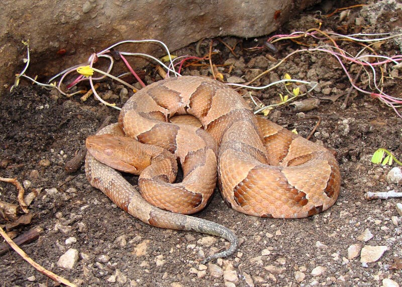 Osage Copperhead Snake, Agkistrodon Contortrix Stock Image - Image of ...
