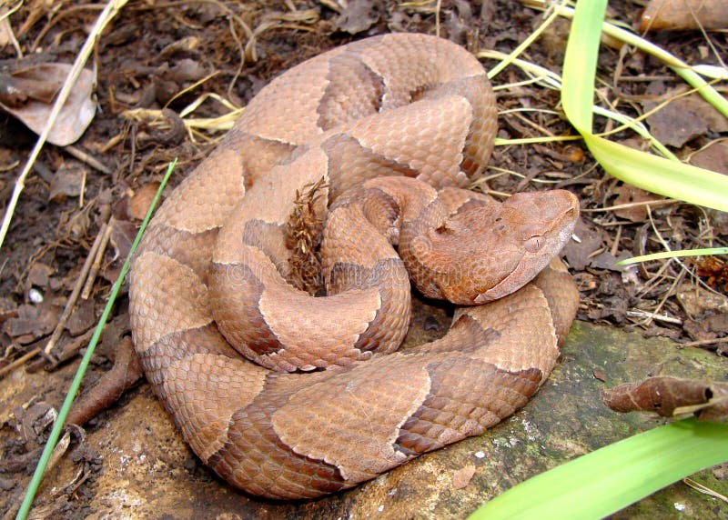 Osage Copperhead Snake, Agkistrodon Contortrix Stock Photo - Image of ...