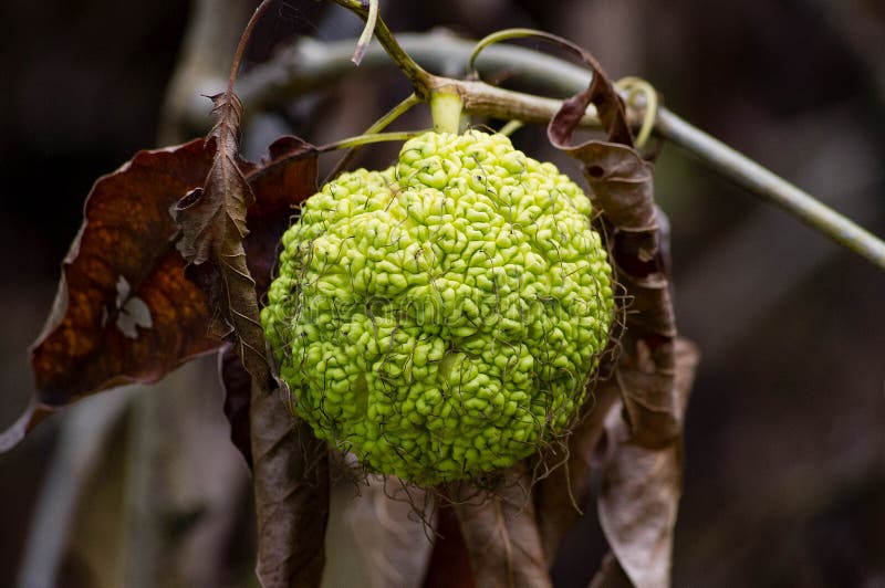 Osage Orange, North American Native Fruit Stock Image - Image of thick ...