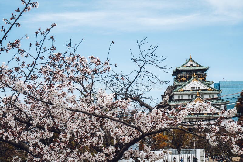 Osaka Castle in Spring with Cherry Blossom Blooming Stock Photo - Image ...