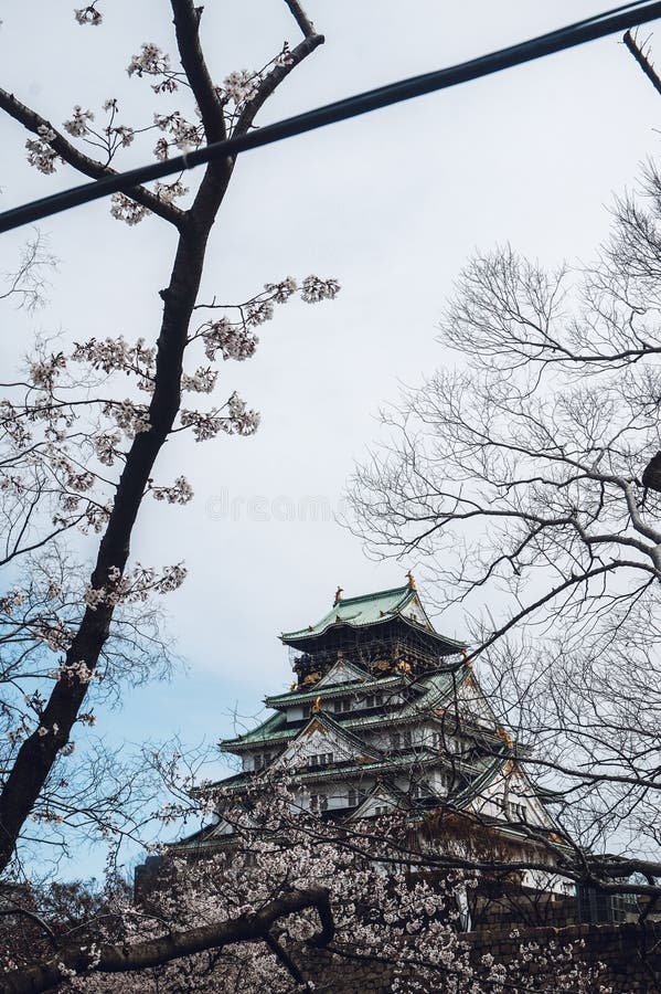 Osaka Castle in Spring with Cherry Blossom Blooming Stock Photo - Image ...