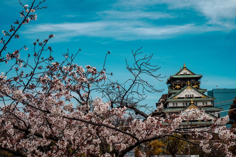 Osaka Castle in Spring with Cherry Blossom Blooming Stock Photo - Image ...