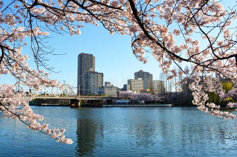 Osaka Cityscape during the Spring Season Stock Photo - Image of cherry ...