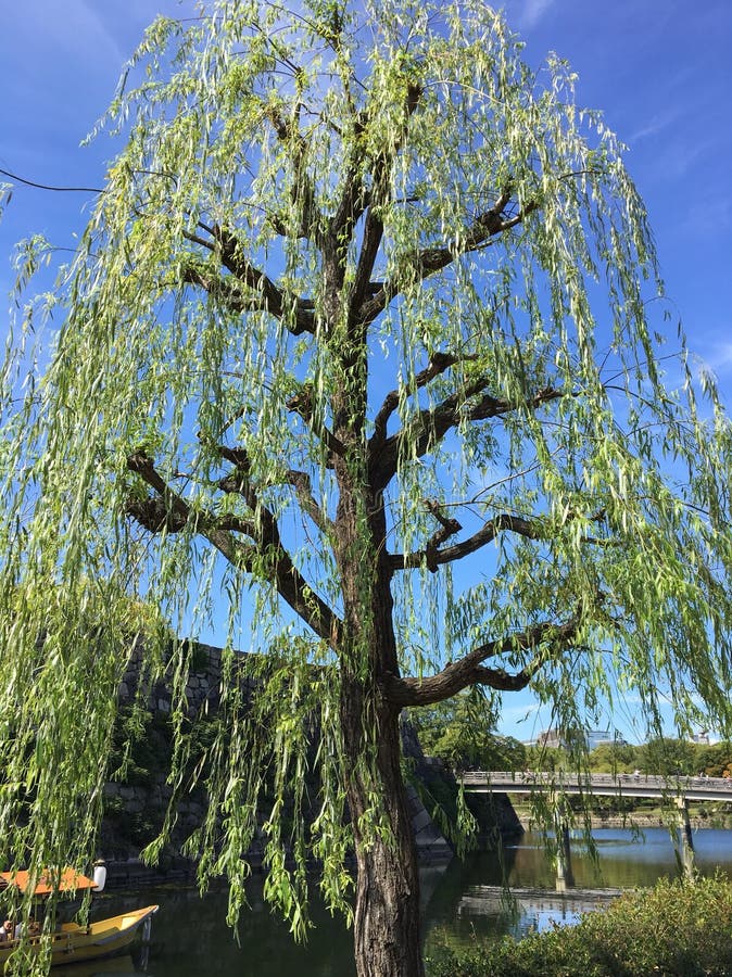 Osaka tree stock image. Image of tree, osaka, leafs - 112867925