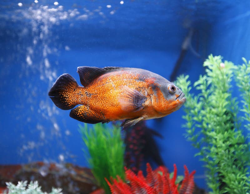 Red oscar fish stock photo. Image of hobby, fishes, fresh - 7348302