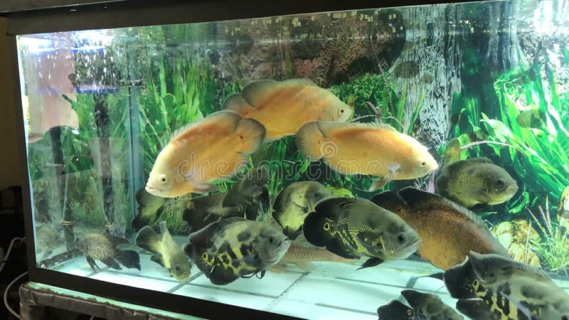 Oscar Fish Aquarium Types of Oscar Fish Pet Fish Monster Fish Stock ...