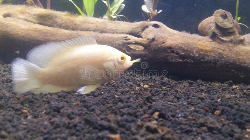 Oscar Fish Chicks Eat Small Fish Stock Image - Image of invertebrate ...