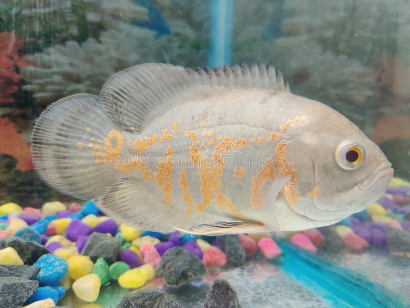 High Res Fish Stock Photos - Free & Royalty-Free Stock Photos from ...