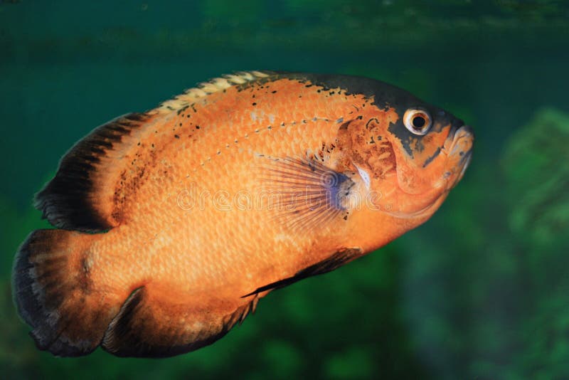 Oscarskalare (Astronotus Ocellatus) Fotografering för Bildbyråer - Bild ...