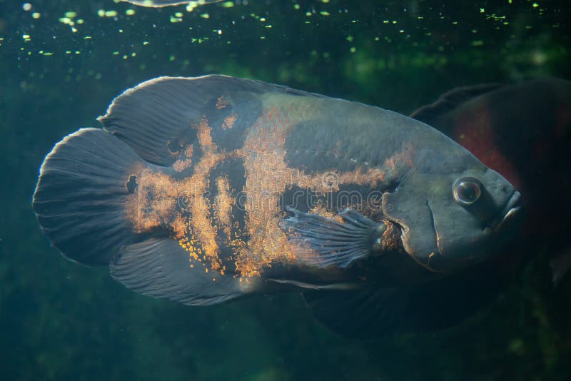 Oscar FiskAstronotus Ocellatus Fotografering för Bildbyråer - Bild av ...