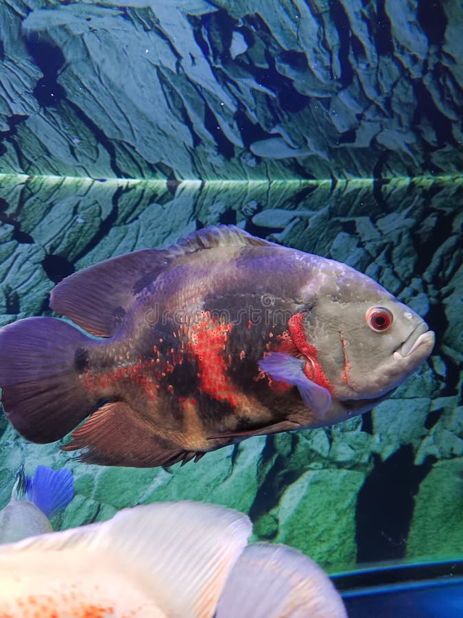 Oscar tiger fish stock photo. Image of fish, tiger, water - 354077734
