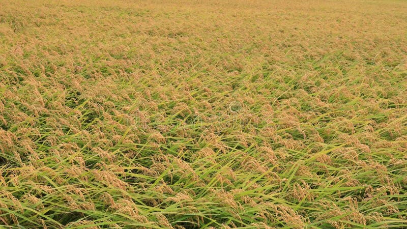 The Oscillating Waves of Golden Rice are Blown by Strong Wind. Stock ...
