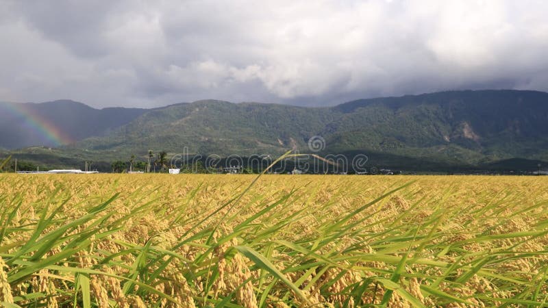 The Oscillating Waves of Golden Rice are Blown by Strong Wind. Stock ...