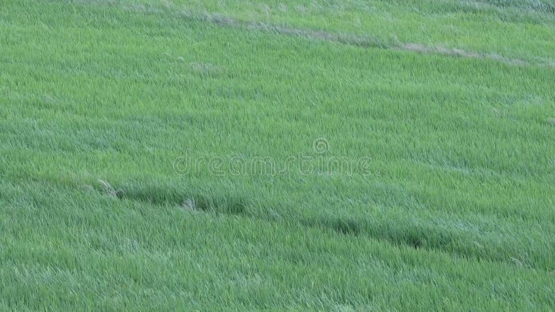 The Oscillating Waves of Rice are Blown by Strong Wind. Stock Footage ...
