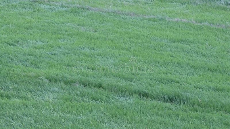 The Oscillating Waves of Rice are Blown by Strong Wind. Stock Footage ...