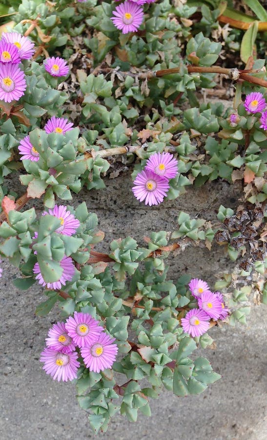 Oscularia Deltoides stock foto. Image of decoratie, sappig - 71138412