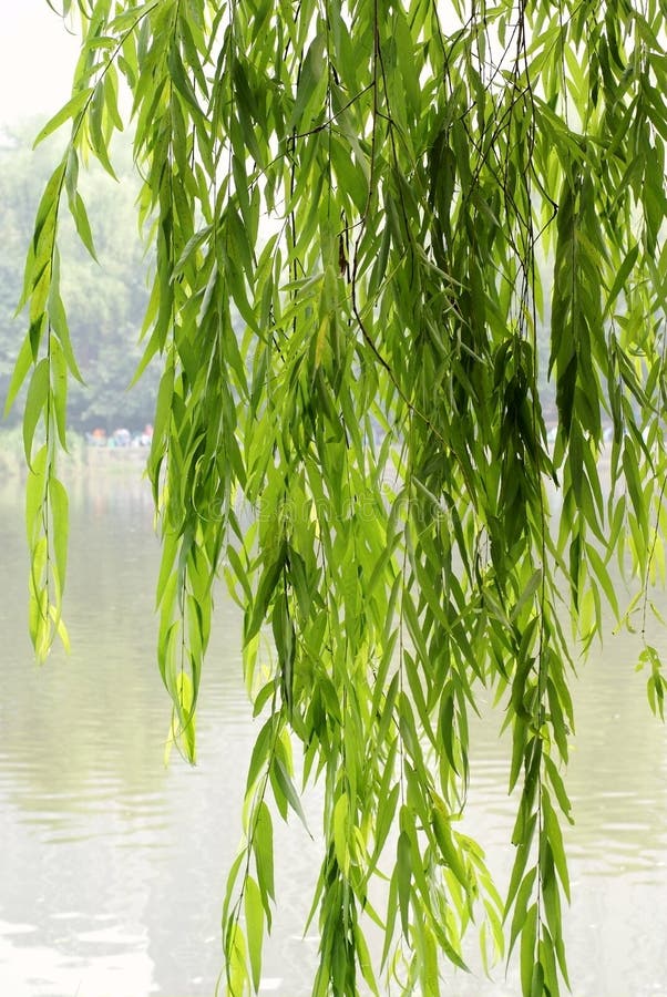 Osier leaves stock image. Image of tree, green, leaves - 15909813