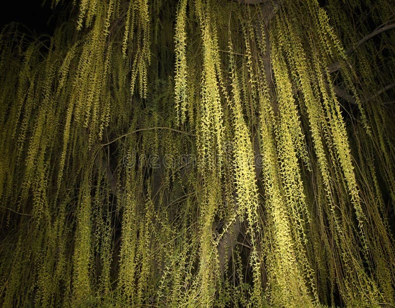 Osier tree stock photo. Image of willow, leaves, bloom - 66117592