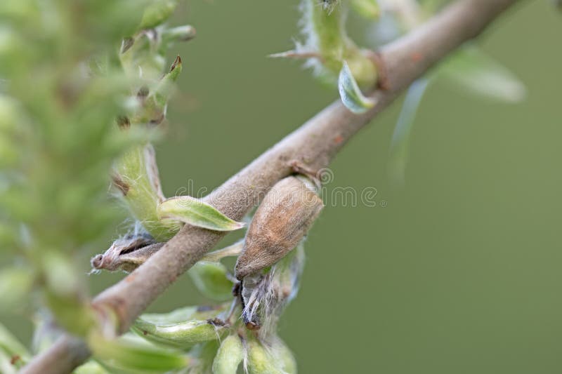 Osier Willow Tree, Salix Viminalis Stock Image - Image of yellow ...