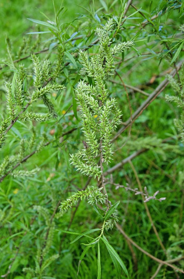 Osier Willow Tree, Salix Viminalis Stock Image - Image of thin, branch ...