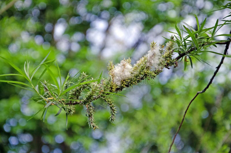Osier Willow Tree, Salix Viminalis Stock Image - Image of spring, april ...