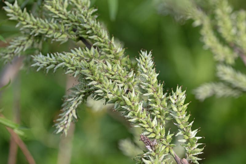 Osier Willow Tree, Salix Viminalis Stock Image - Image of common ...