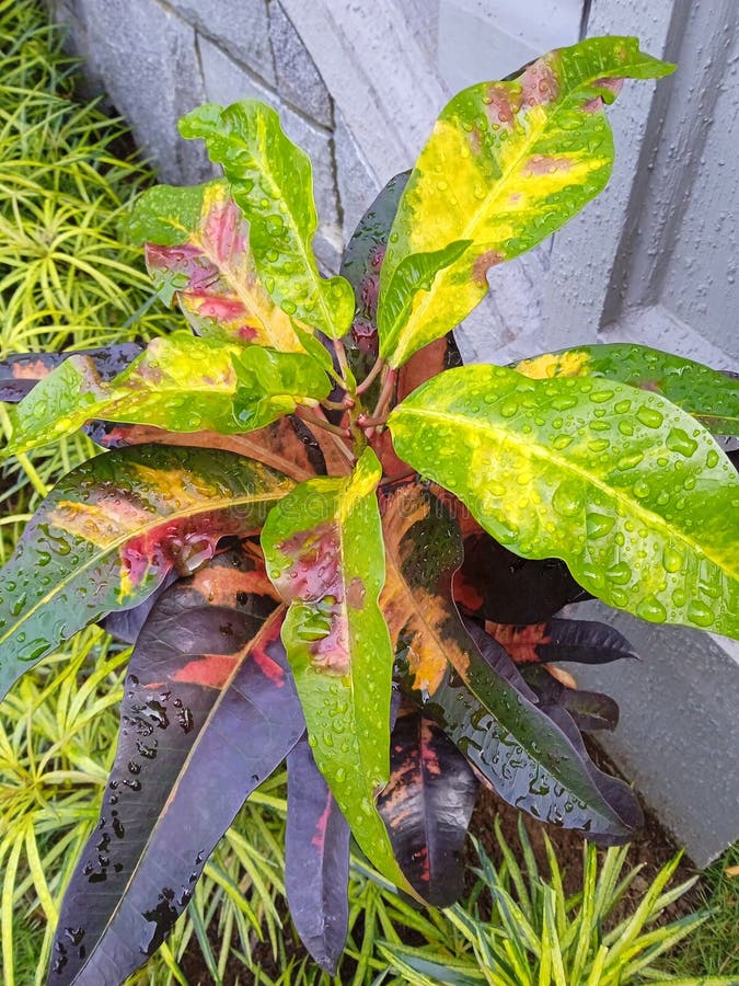 The Beautiful of Puring Plant ( Codiaeum Variegatum) in the Garden ...