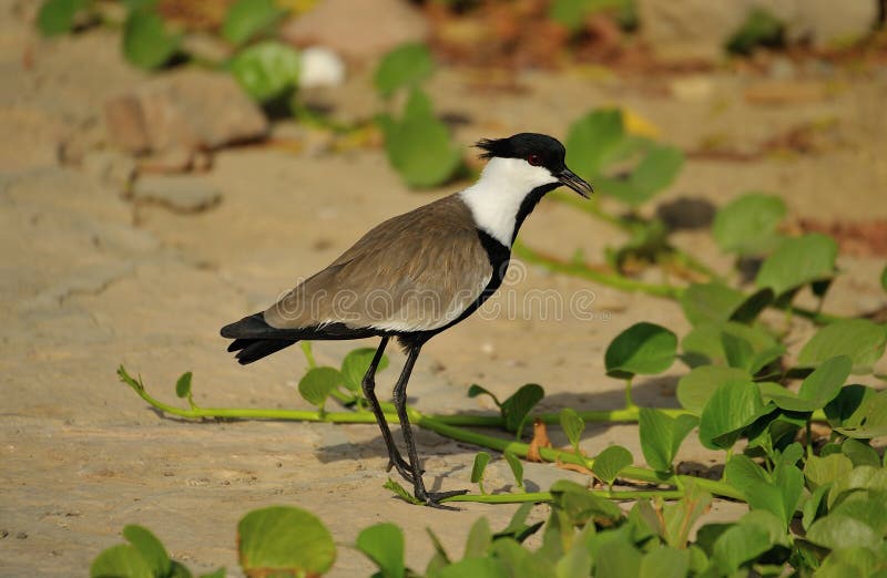Oskrzydlonej Czajki Dziki Ptak W Locie Obraz Stock - Obraz złożonej z ...