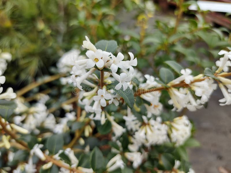 Osmanthus delavayi stock photo. Image of colour, gardening - 323477120