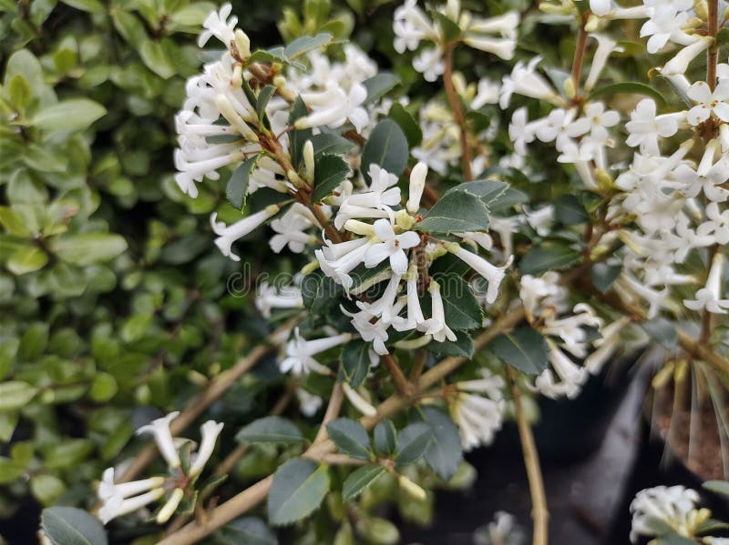 Osmanthus delavayi stock image. Image of spring, botany - 323477179