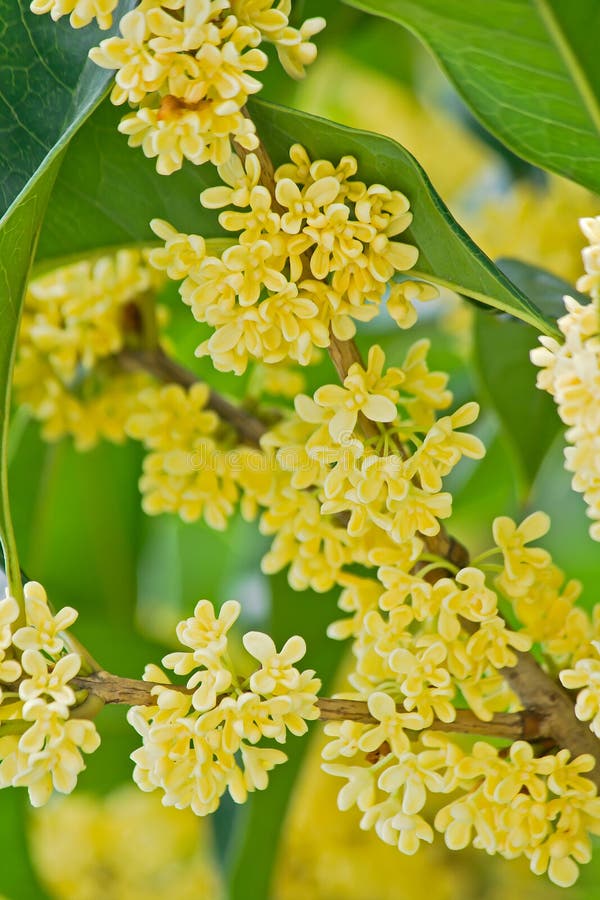 Fragrans Varietà Di Osmanto Aurantiacus Fotografia Stock - Immagine di ...