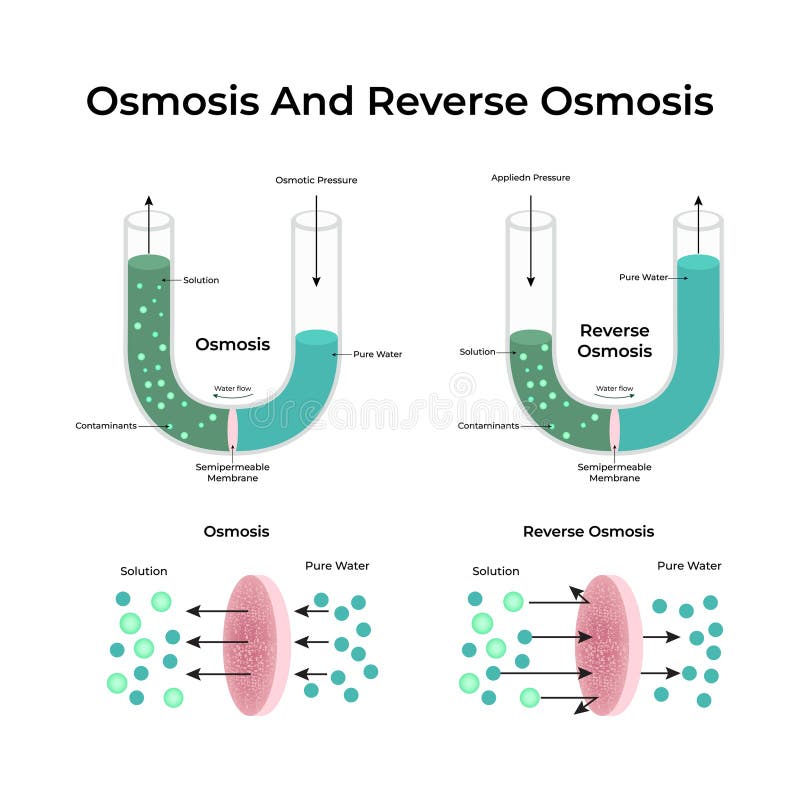 Osmose et Osmose inverse illustration de vecteur. Illustration du glace - 380091238
