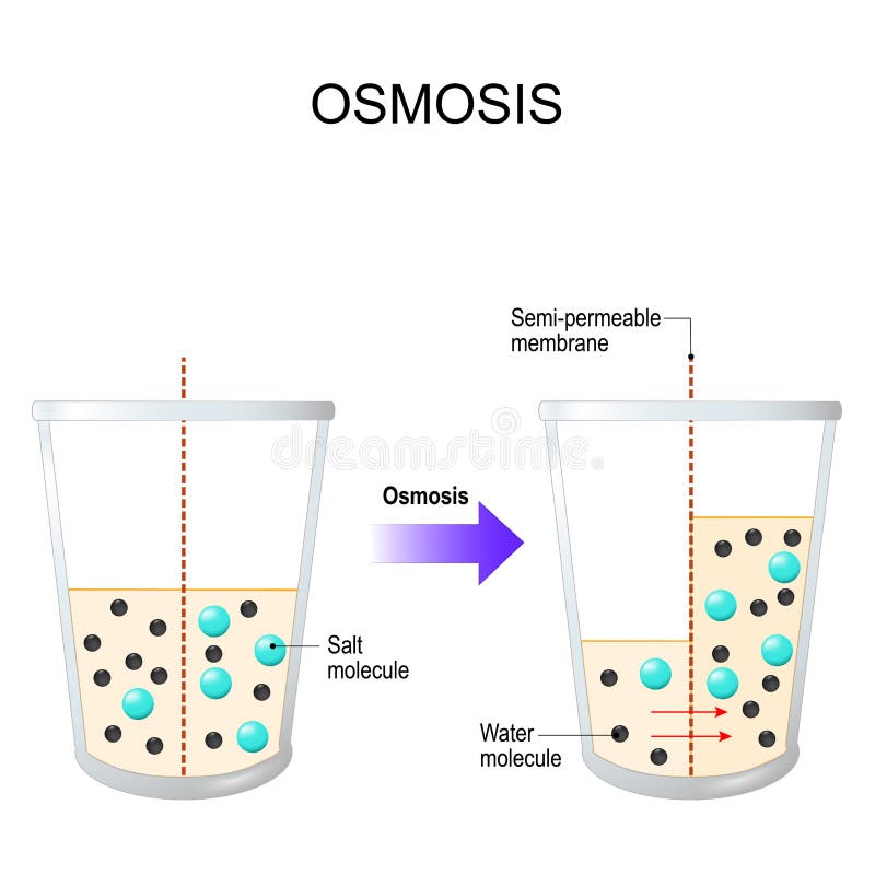Osmose L'eau Passant Par Une Membrane Semi-perméable Illustration de ...