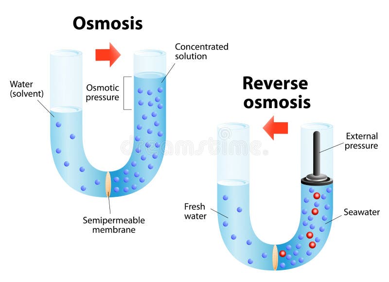 Osmose und Umkehr-Osmose vektor abbildung. Illustration von membrane ...