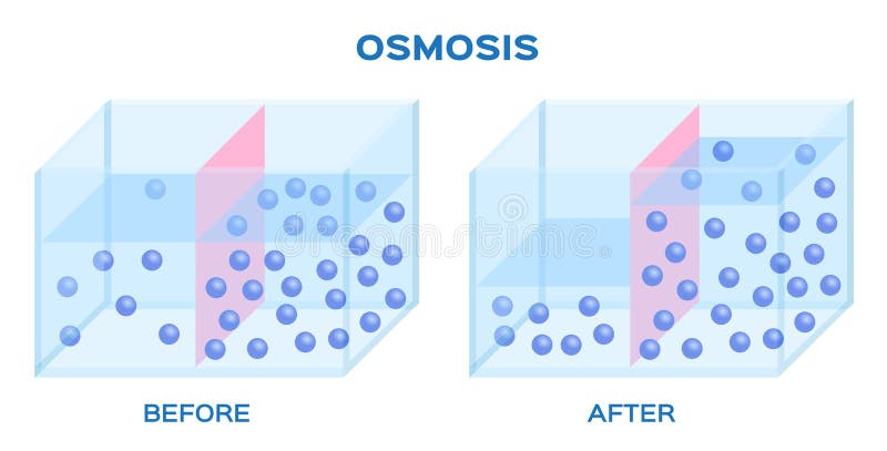 Osmosis Stock Illustrations – 3,071 Osmosis Stock Illustrations ...