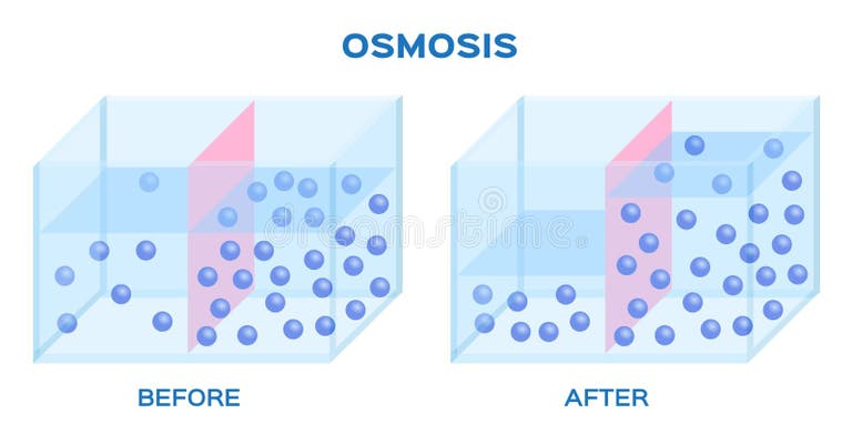 Osmosis infographic vector stock vector. Illustration of aqua - 99610467