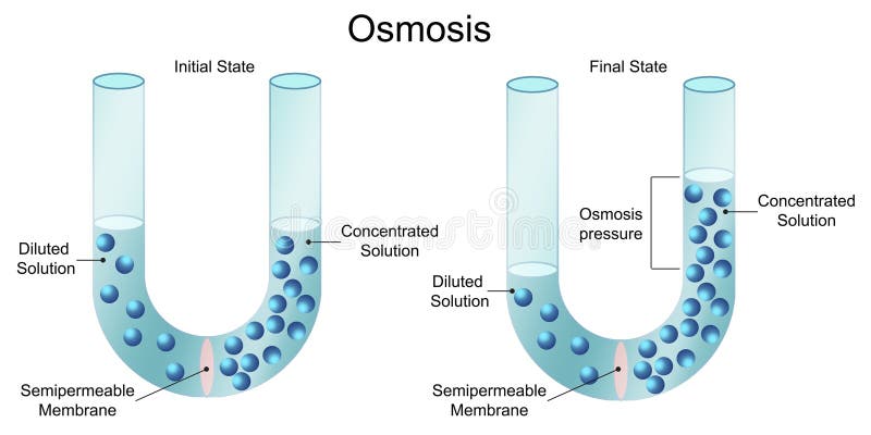Osmosis Diffusion Process Isolated Diagram Stock Illustration ...