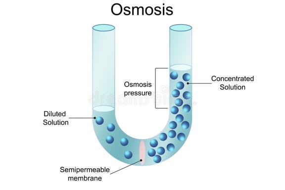 Osmosis Process Solvent Passing through the Semipermeable Membrane ...