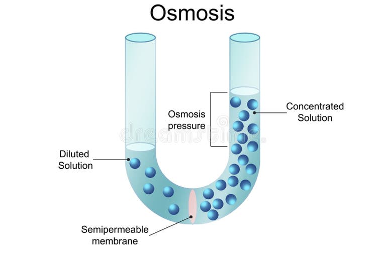 Osmosis Process Solvent Passing through the Semipermeable Membrane ...