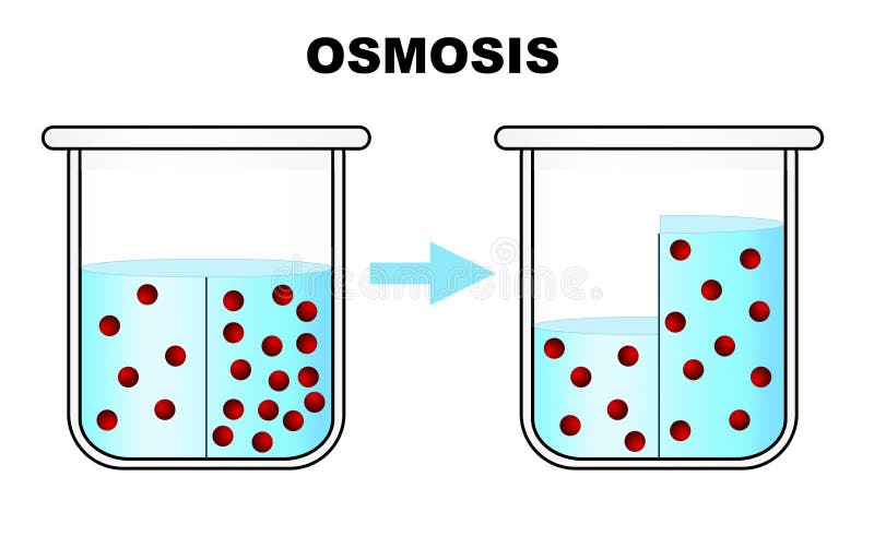 Osmosis Process. Solvent Passing through Semipermeable Membrane Stock ...